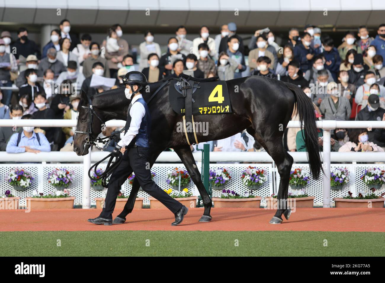 Matenro Leo is led through the paddock before the Andromeda Stakes at Hanshin Racecourse in ...