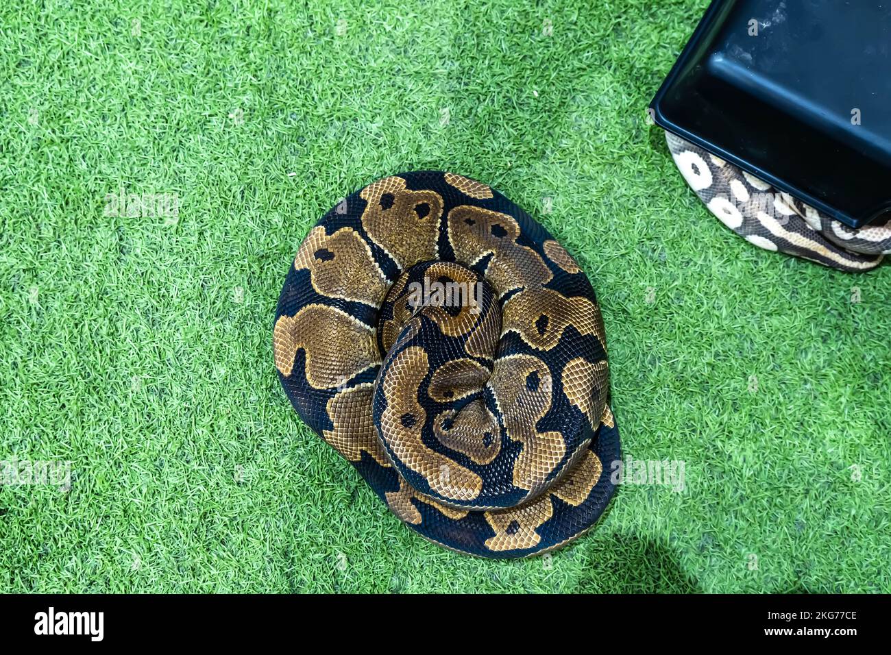 Ball python is a popular pet in Thailand Stock Photo - Alamy