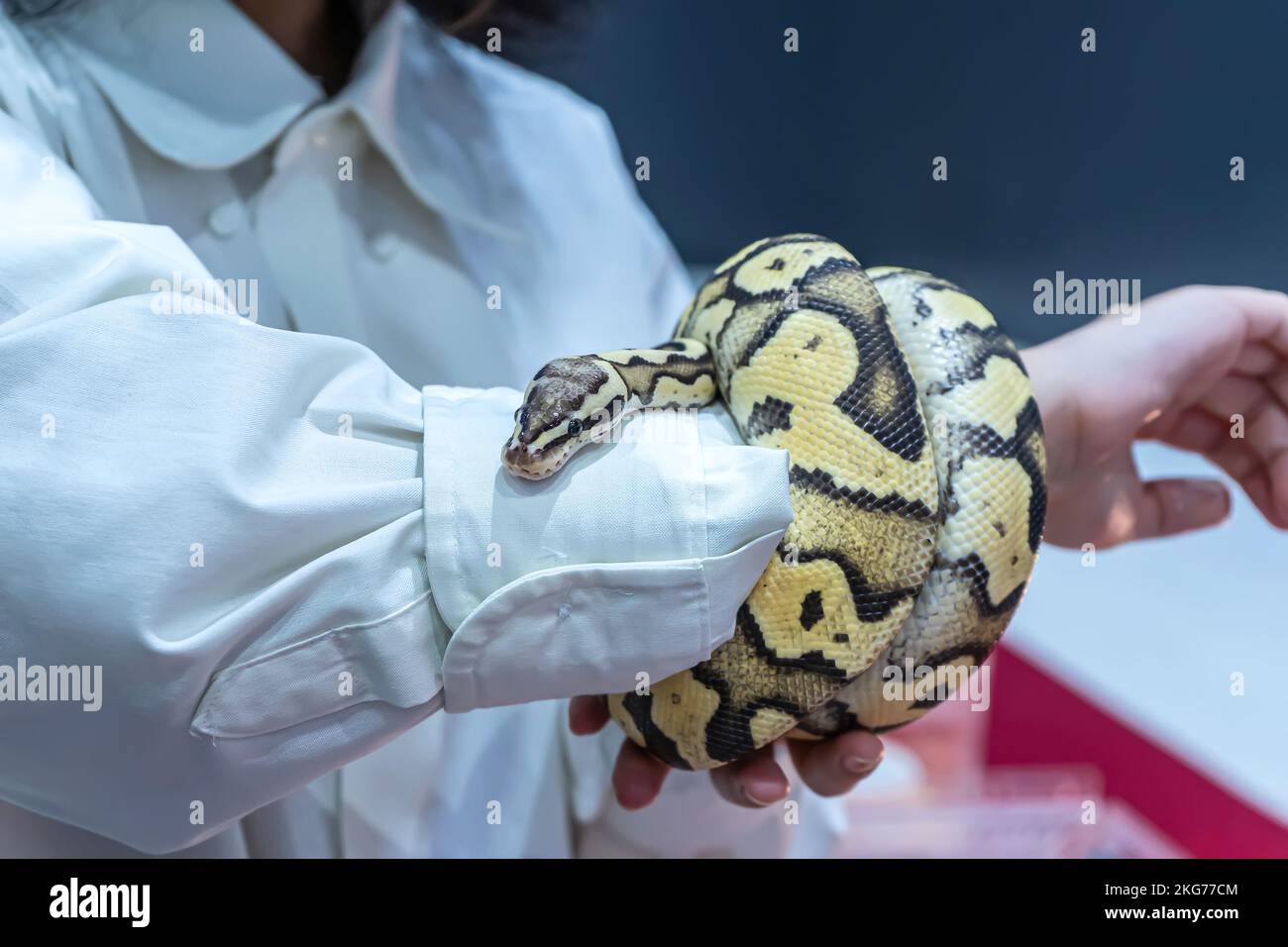 Ball python is a popular pet in Thailand Stock Photo - Alamy