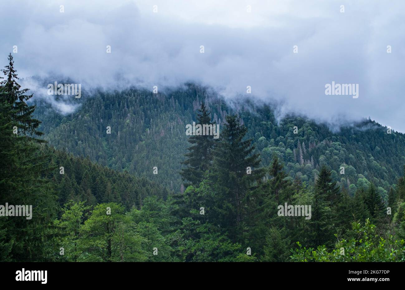 Foggy mountains and forests. Life in high mountains and plateaus ...