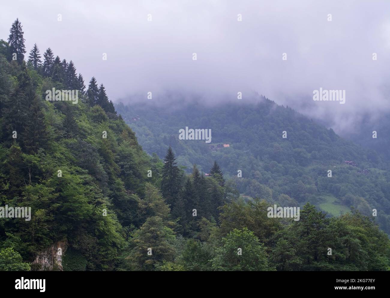 Foggy mountains and forests. Life in high mountains and plateaus ...