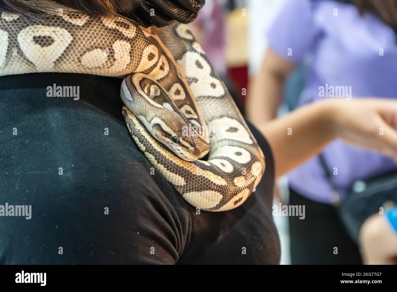 Ball python is a popular pet in Thailand Stock Photo - Alamy