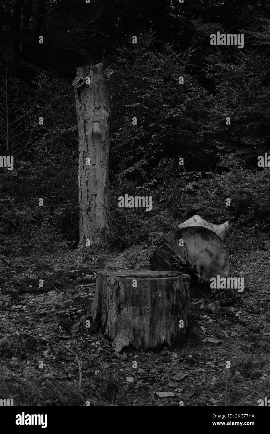 Cut tree stump Black and White Stock Photos & Images - Alamy