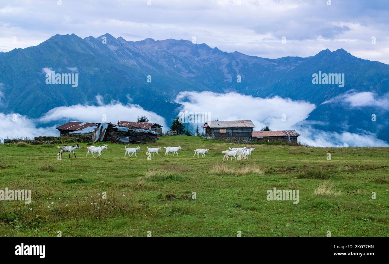 Old houses in the foggy Black Sea Highlands, Palovite Plateau, with ...