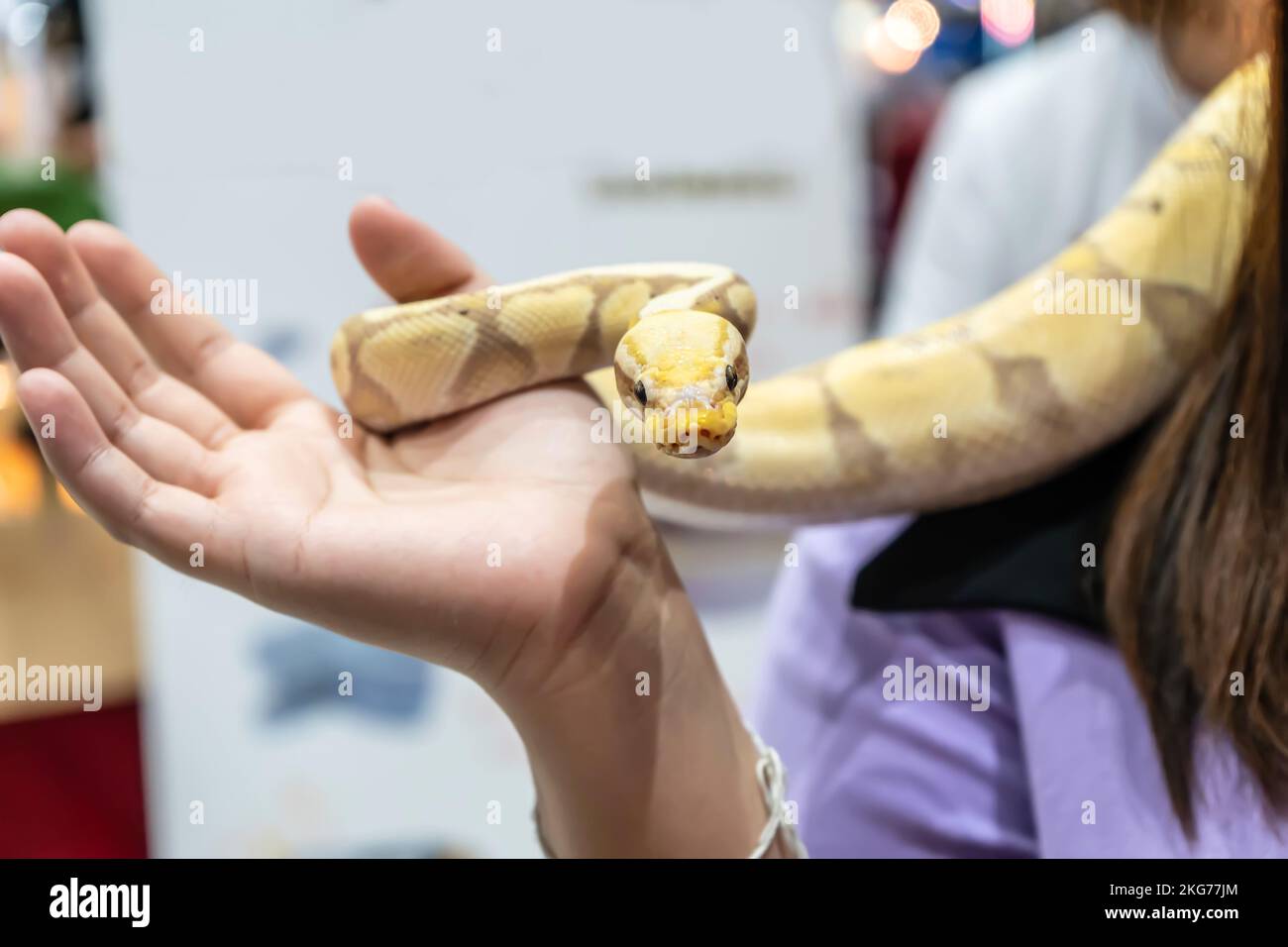 Ball python is a popular pet in Thailand Stock Photo - Alamy