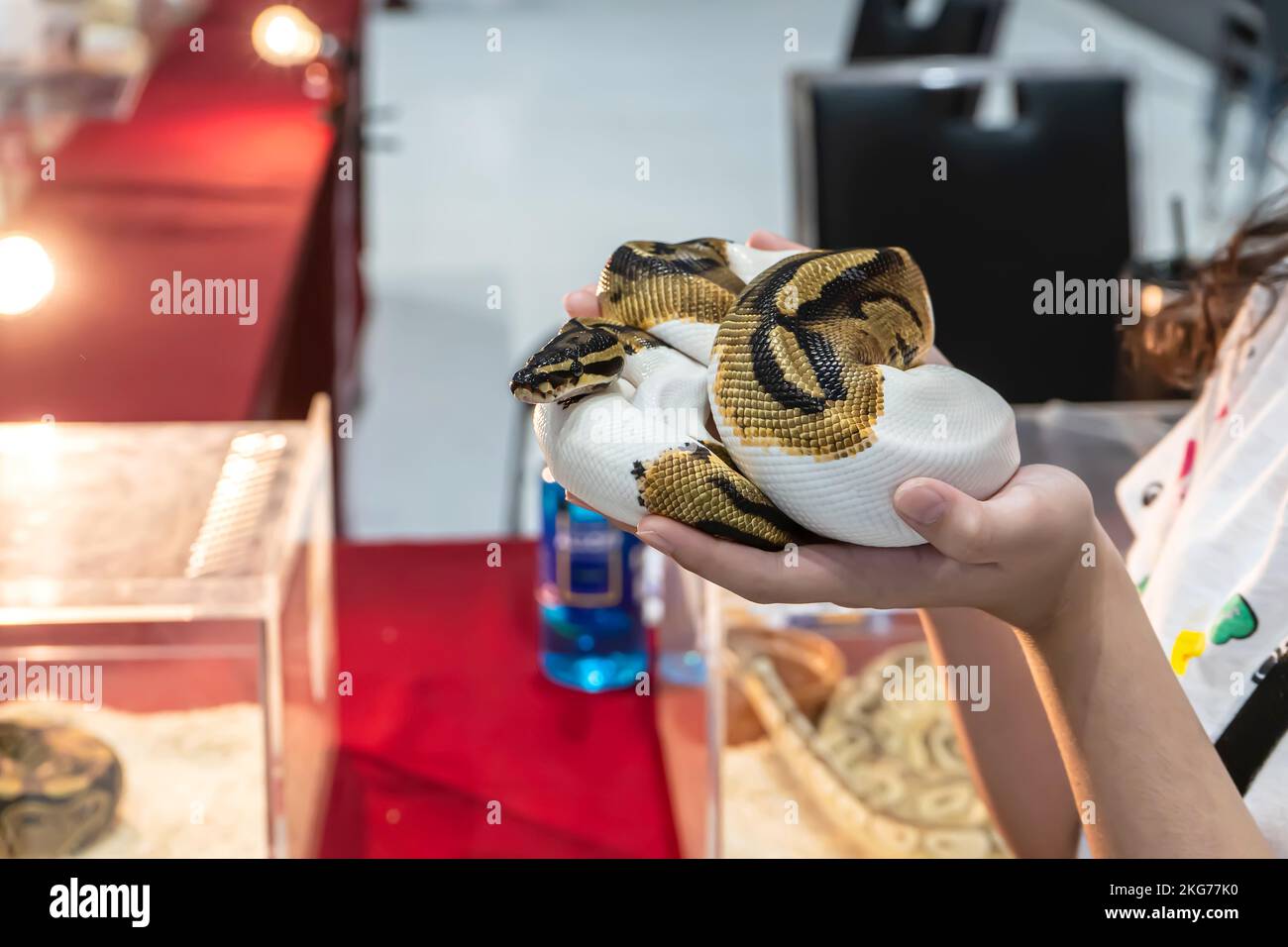 Ball python is a popular pet in Thailand Stock Photo - Alamy