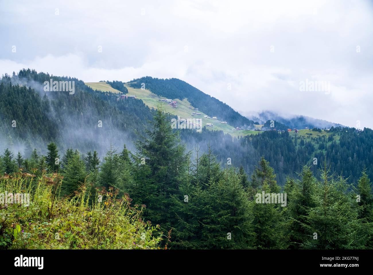 Foggy mountains and forests. Life in high mountains and plateaus ...
