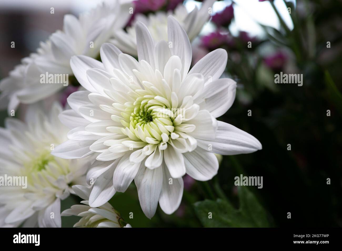 High resolution super macro flower shoot, white flowers, spring season ...