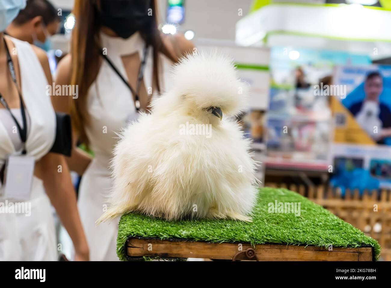 The chicken poodle is a unique chicken Stock Photo - Alamy