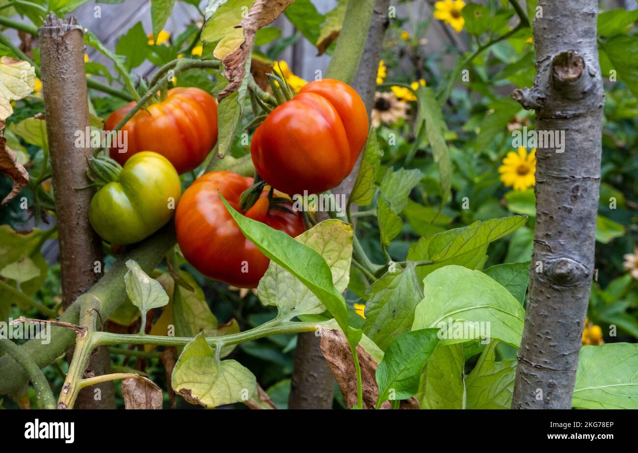 organic and healthy tomatoes grown in the home garden Stock Photo - Alamy
