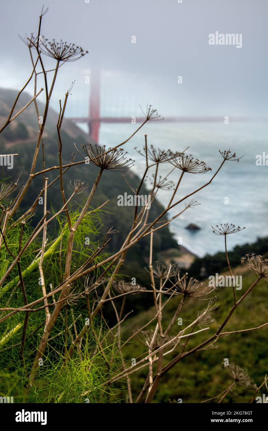 Persian hogweed hi-res stock photography and images - Alamy