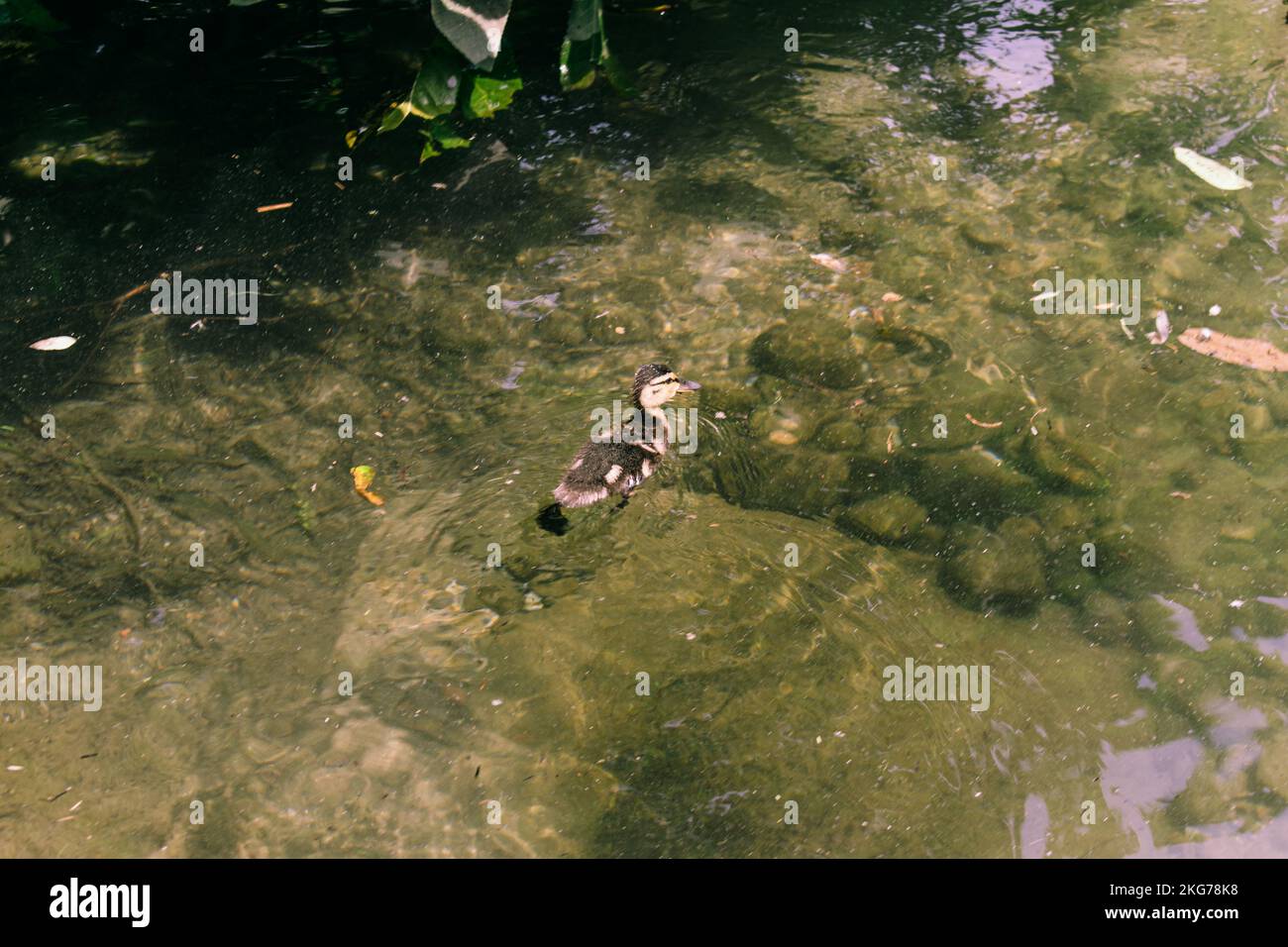 A beautiful shot of a Mallard (Anas platyrhynchos) duckling swimming in ...