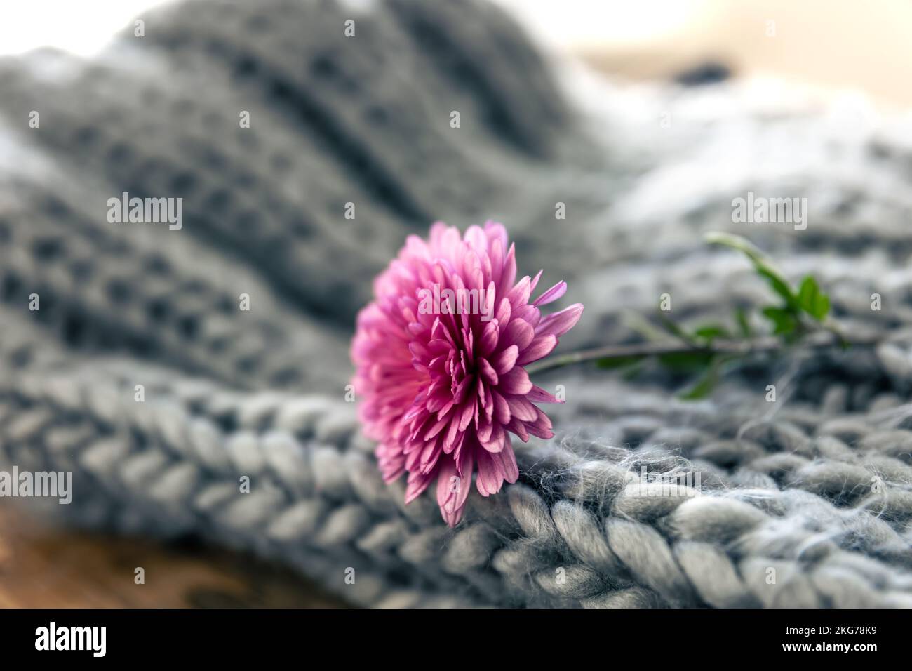 A small pink flower on a knitted element close-up Stock Photo - Alamy