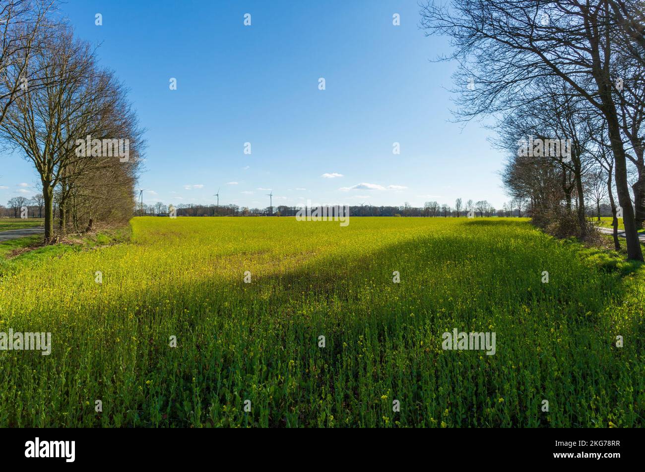 Green field and blue sky with white clouds at sunny day. sunny spring ...