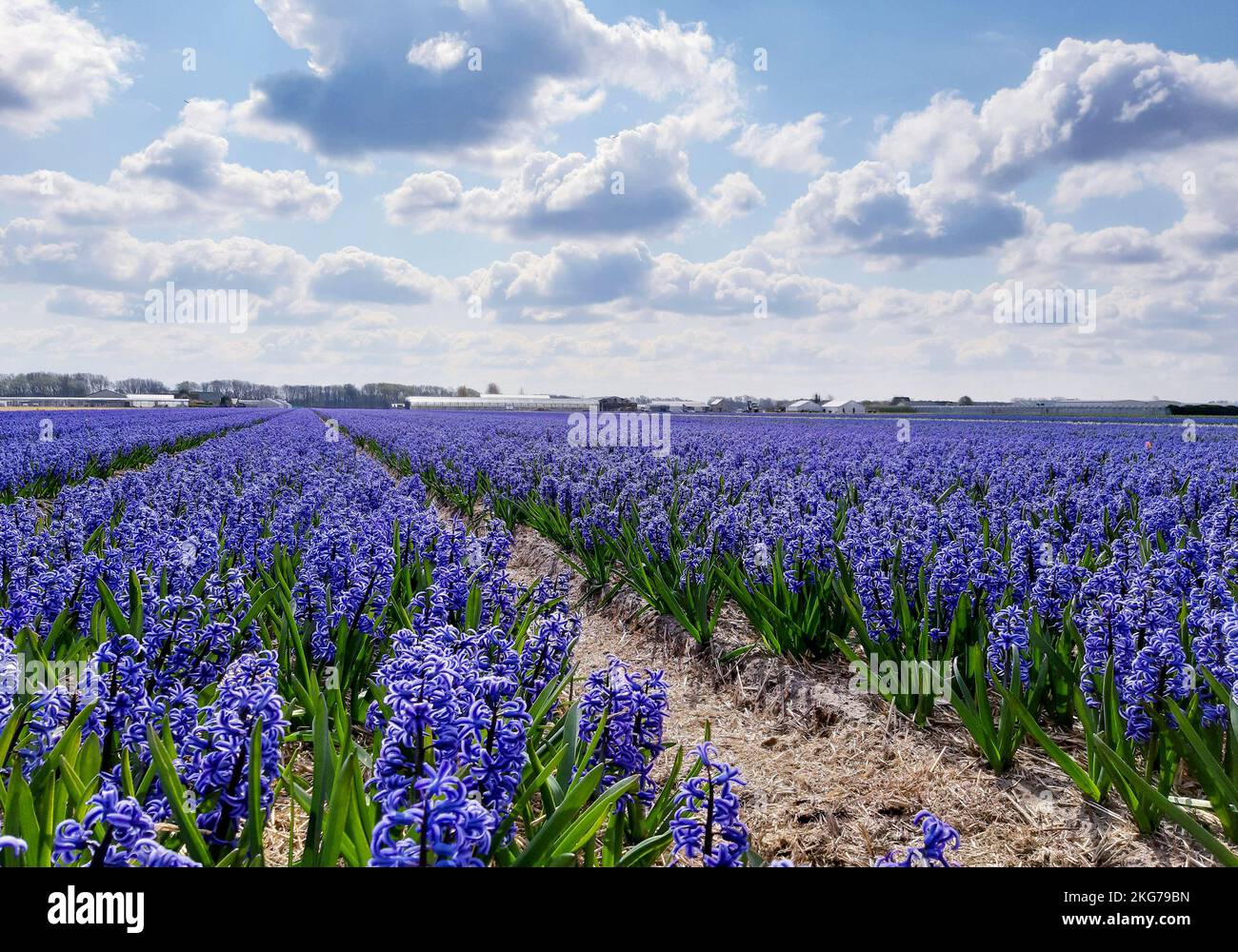 Famous tulip gardens of the Netherlands. Natural beauty of tulip ...