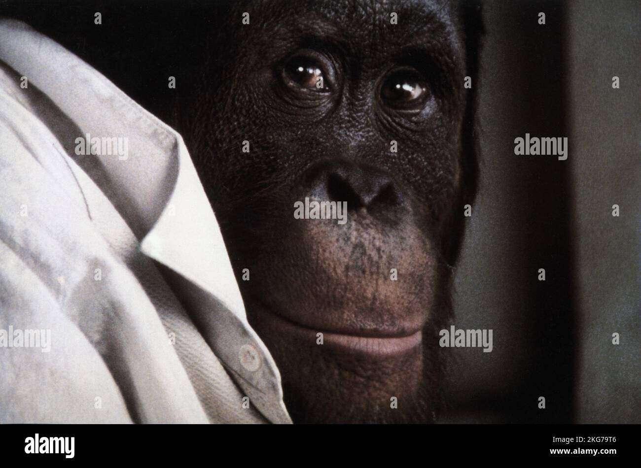 Link Year : 1986 UK Director : Richard Franklin Stock Photo - Alamy