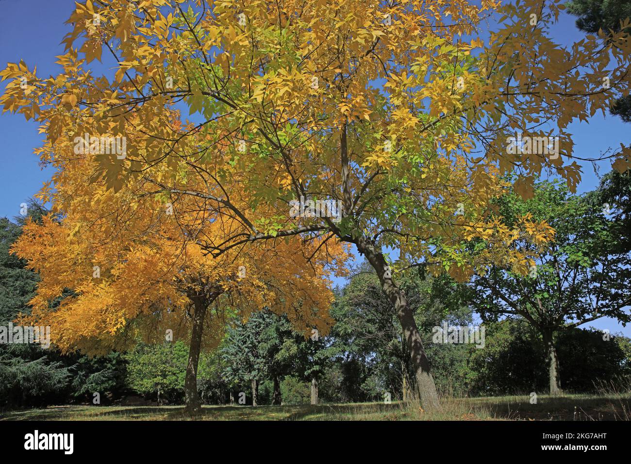 France, Ash tree in autumn, golden foliage Stock Photo - Alamy