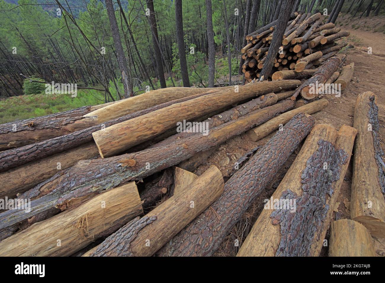 France, Gard (30), Forestry cutting of trees in a pine forest Stock ...