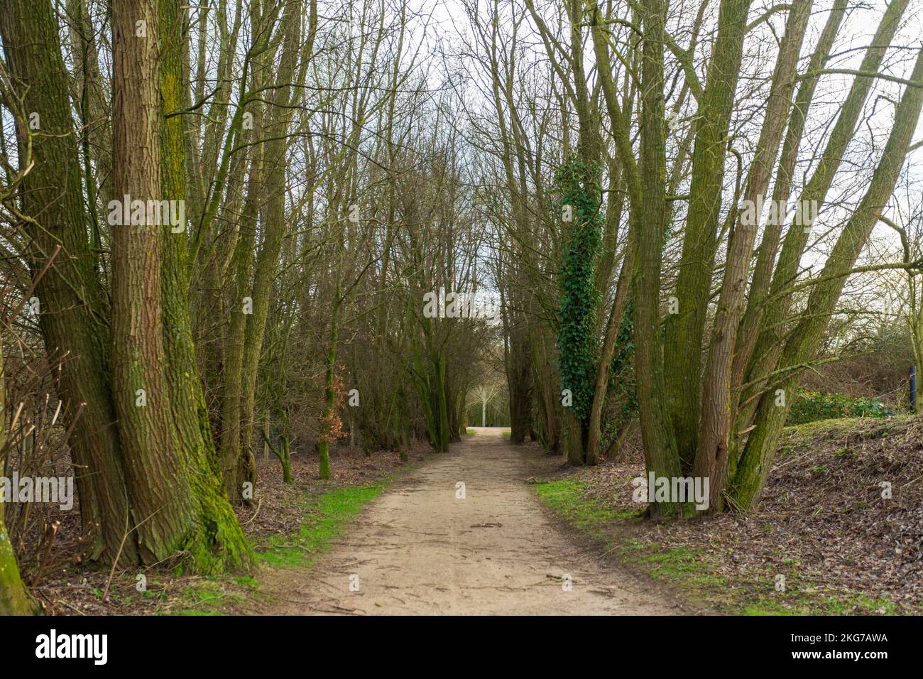 A beautiful tree-lined road and last spring views in a park in Gronau ...