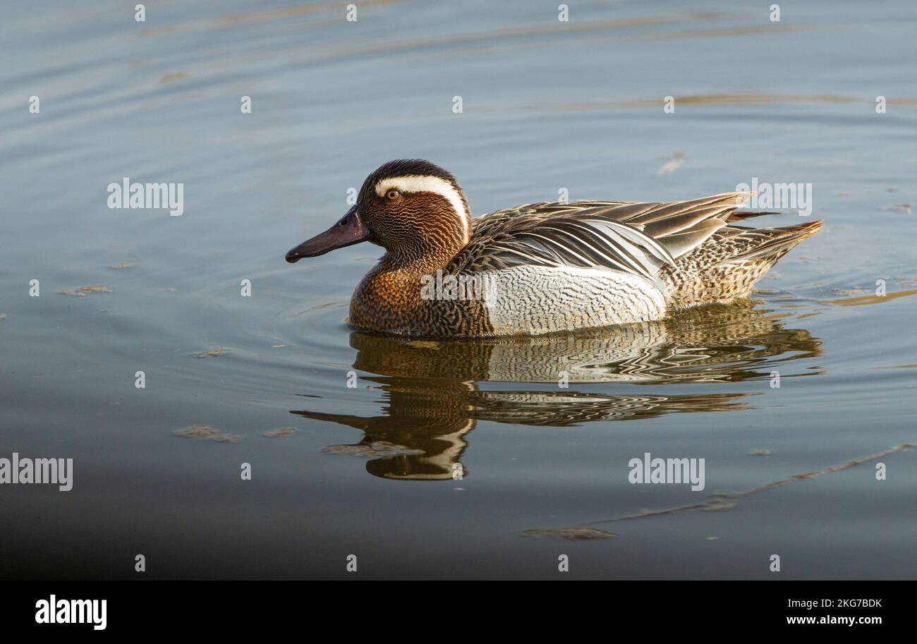 Male Garganey waterfowl, swimming in a pool, RSPB Minsmere nature ...