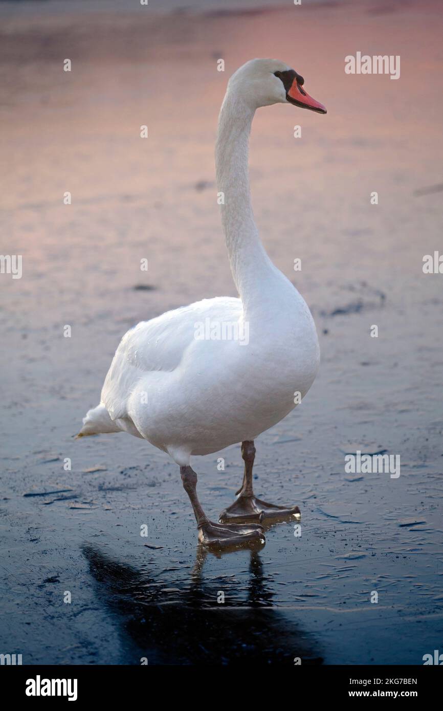 A white swan gracefully glides on a frozen lake at sunset, creating a ...