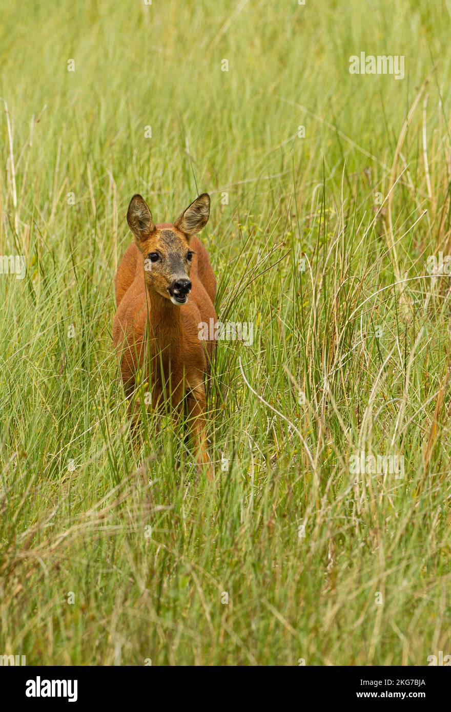 Roe Deer in long grass, Cairngorm National Park, Scotland Stock Photo ...