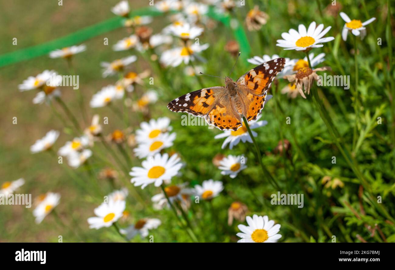 Carefree butterfly hi-res stock photography and images - Alamy