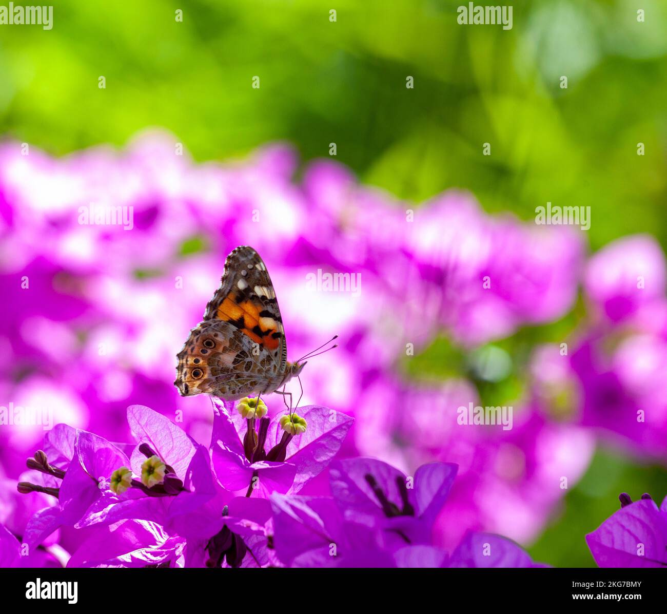 Monarch Butterfly sitting on a patch of pink summer flowers. Macro shot ...