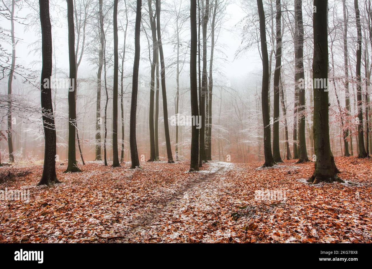 Autumn forest with yellow leaves in the snow trees and road concept ...