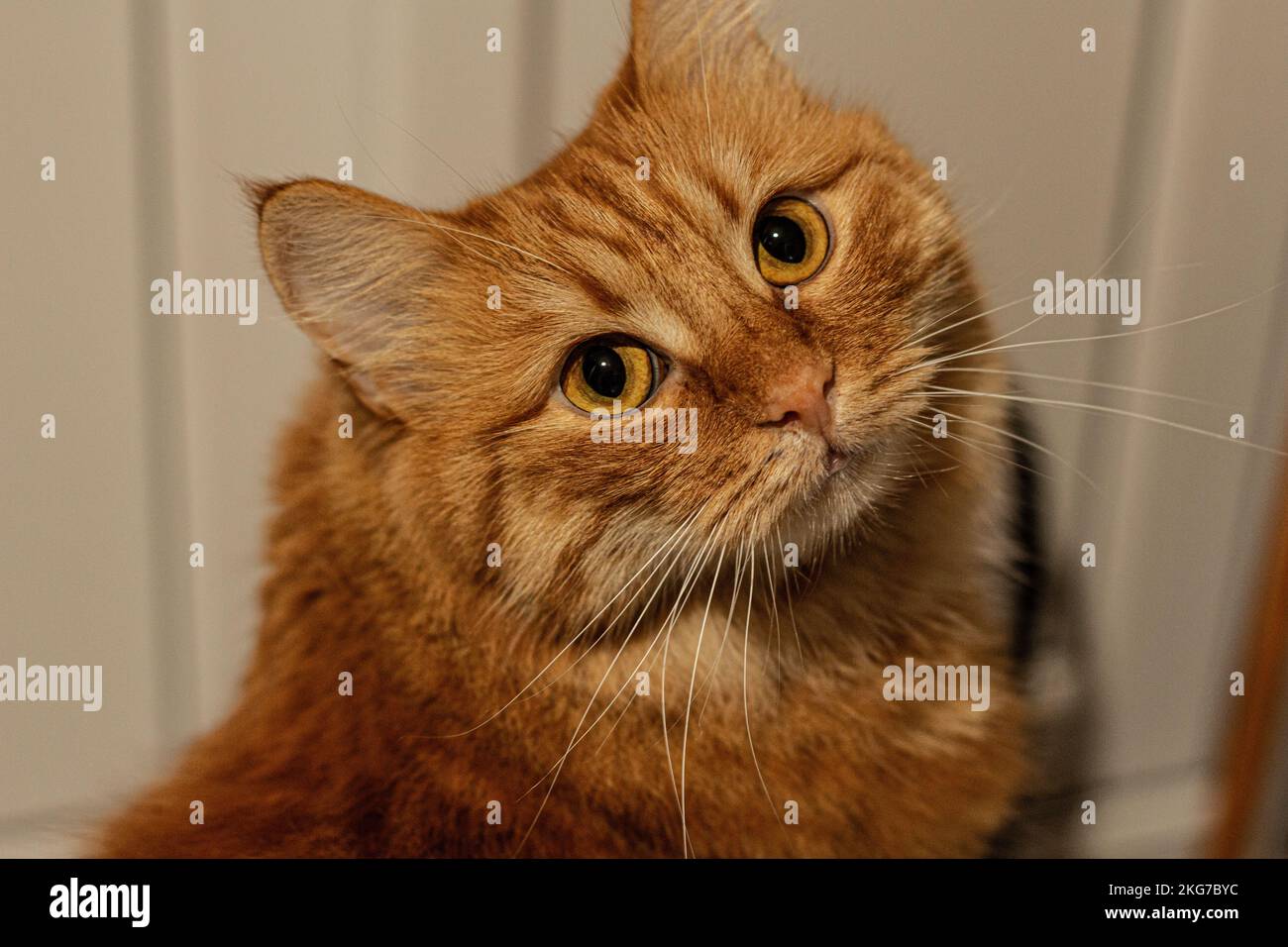 A fluffy red cat with beautiful eyes Stock Photo - Alamy