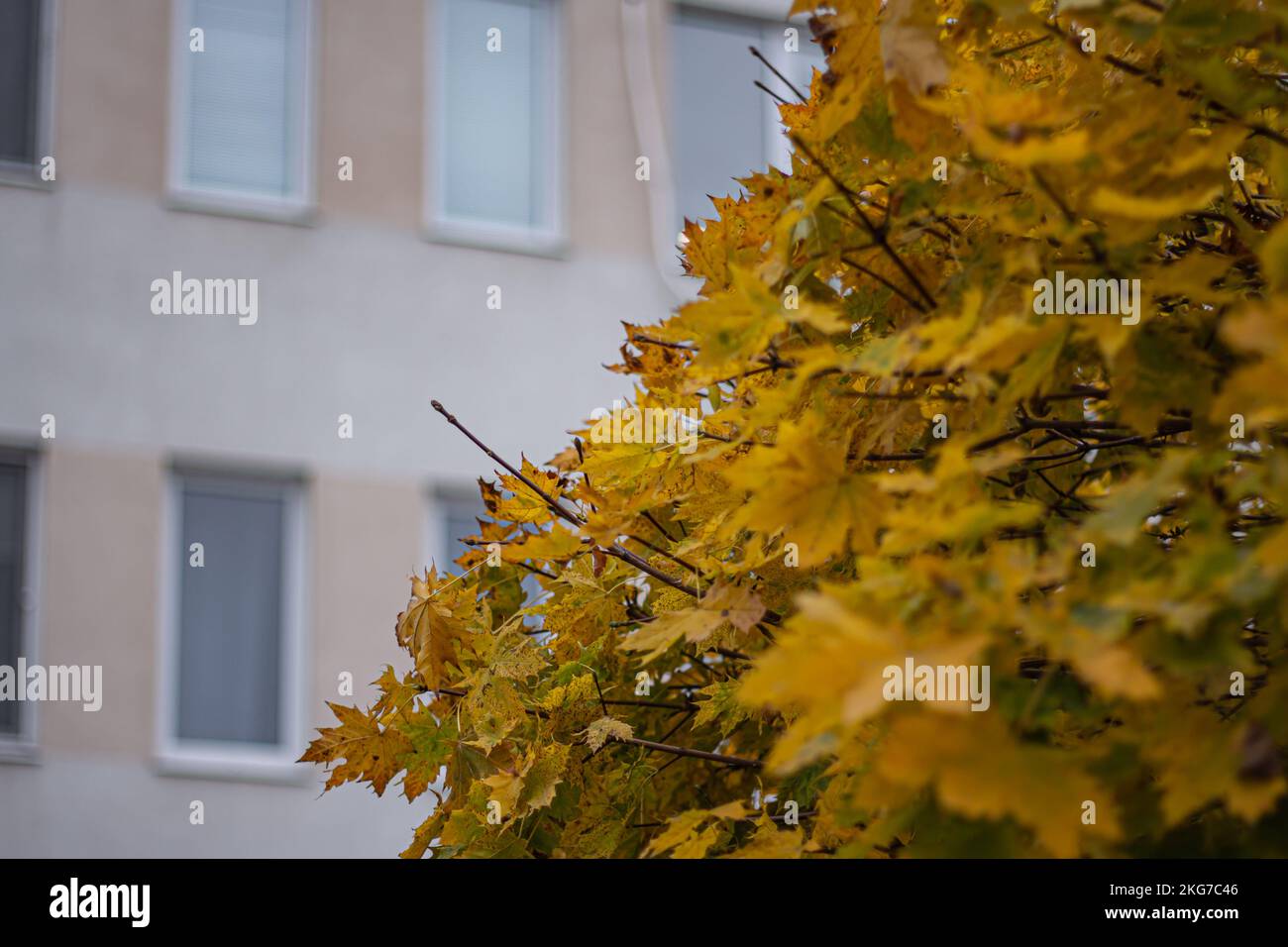 Thick yellow leaves in front of the building Stock Photo - Alamy