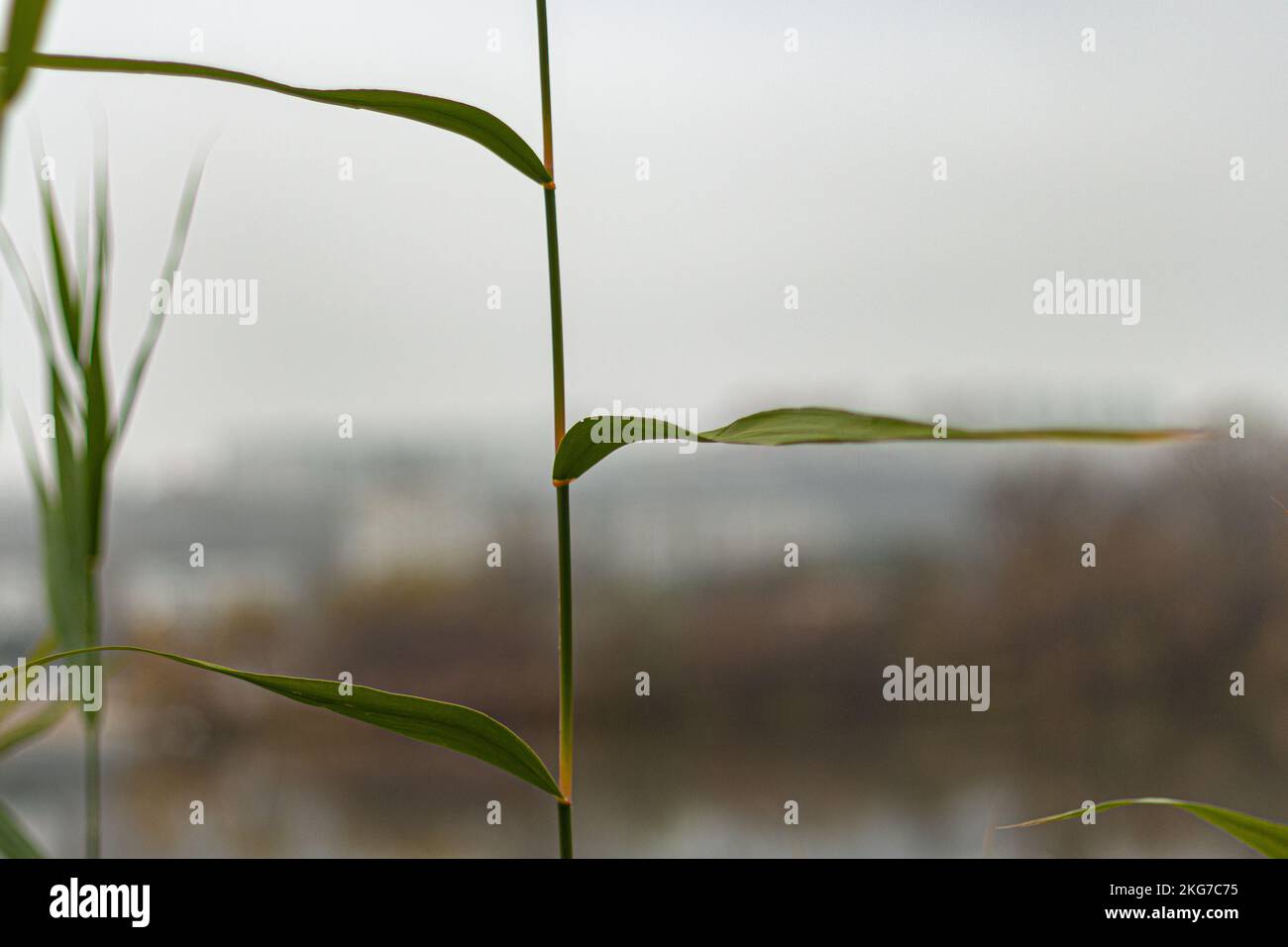 lonely thin branch Stock Photo - Alamy