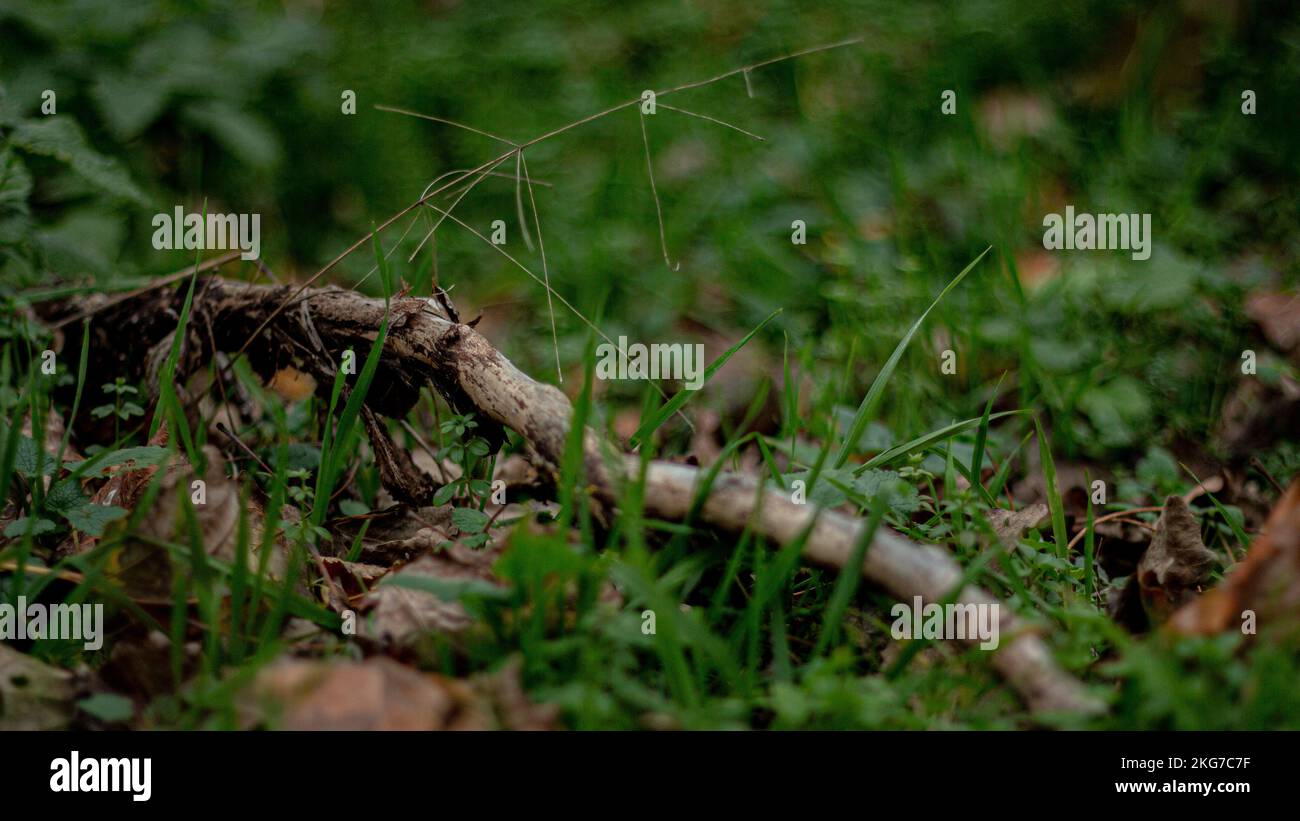 A broken branch on the green grass Stock Photo - Alamy