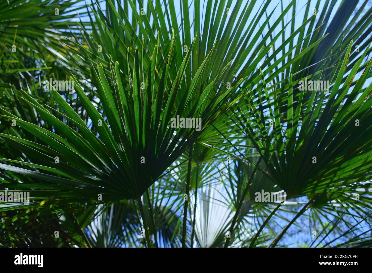 Saw palmetto plants hi-res stock photography and images - Alamy
