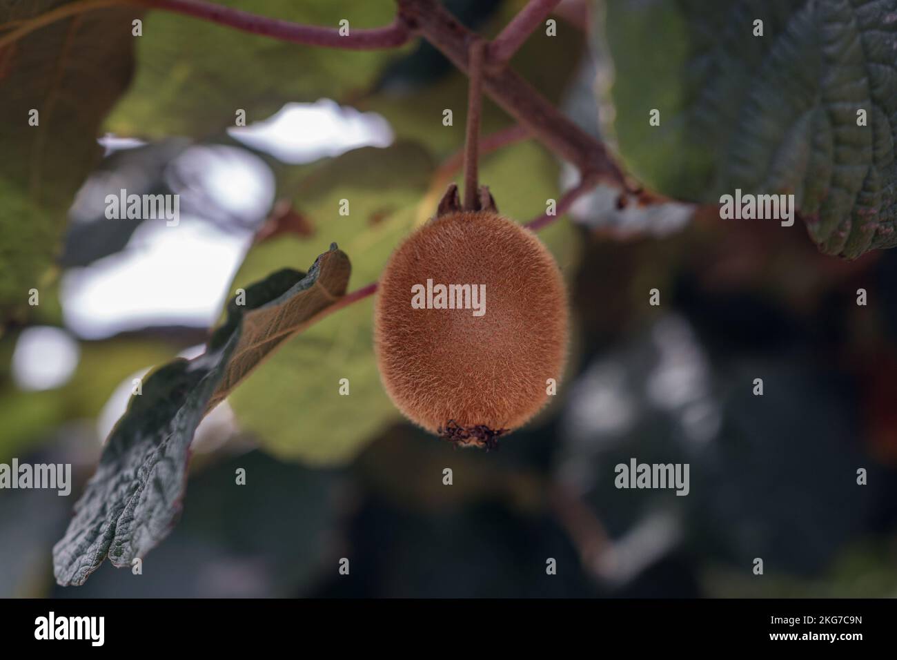 A kiwi or kiwifruit growing on a tree branch in autumn season. Detail ...
