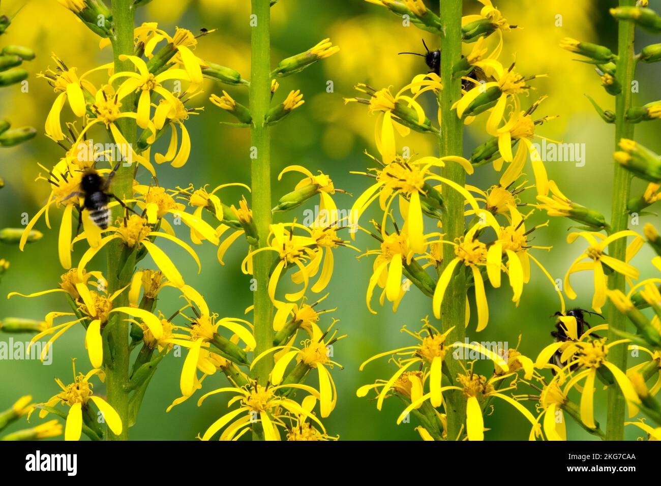 Leopard detail hi-res stock photography and images - Alamy