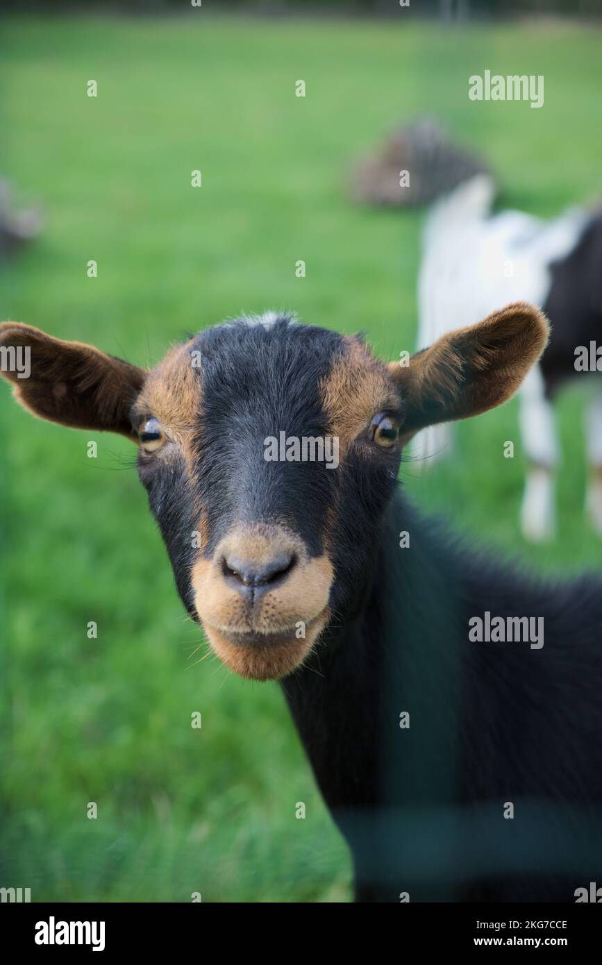 A vertical and closeup shot of the goat Stock Photo - Alamy
