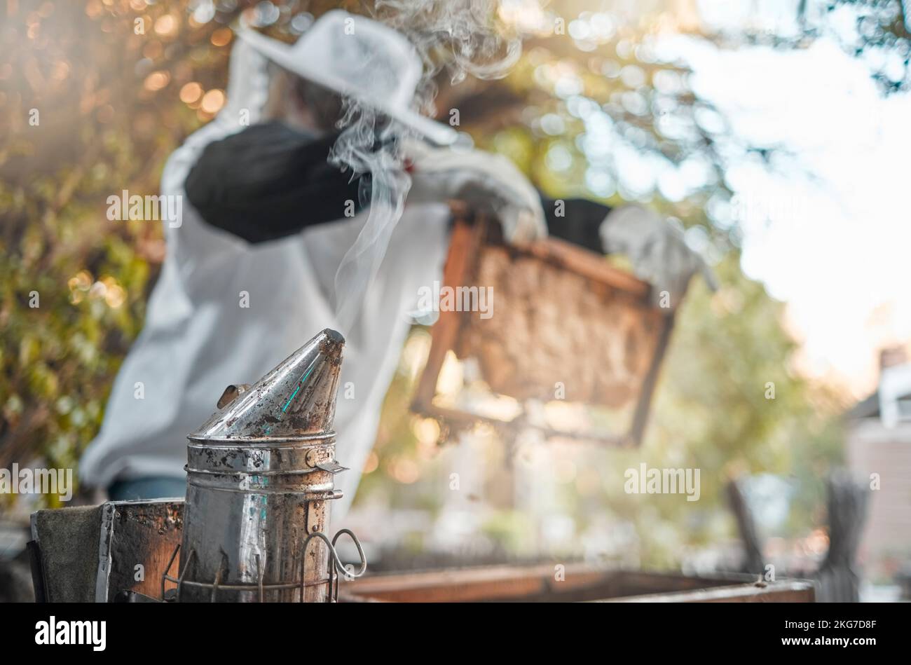 Bee farm, honey or farmer worker with harvest organic product in safety ...