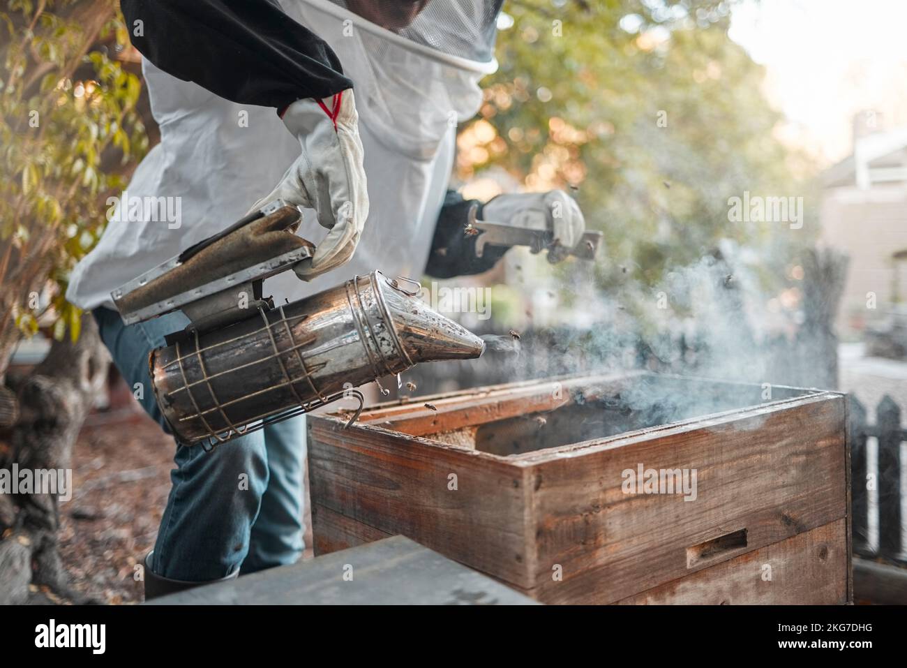 Beekeeper, bee farm and farmer with smoker tool in apiary for bees ...
