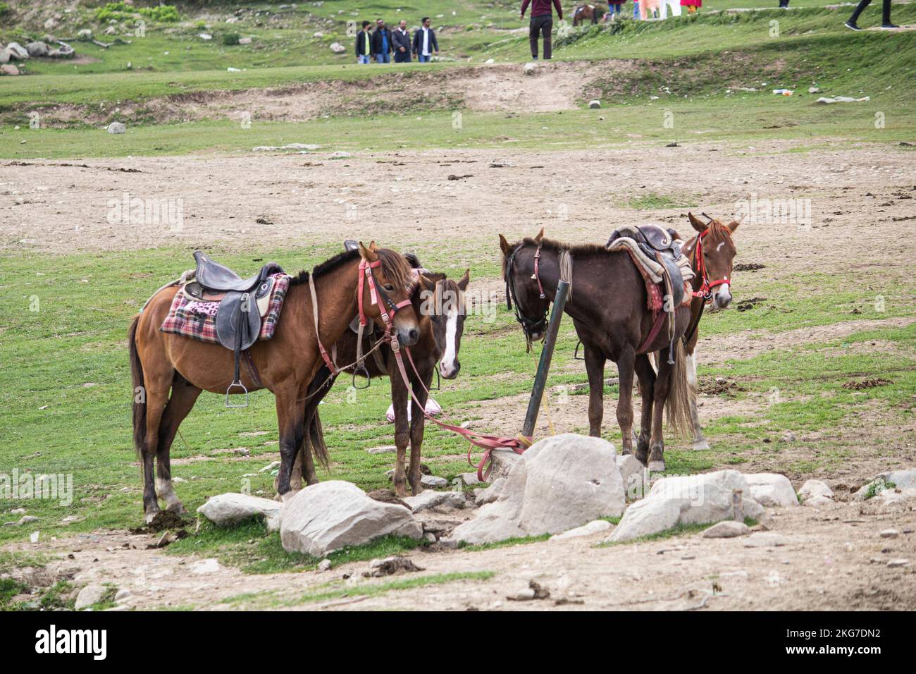 horse riding in kashmir Stock Photo - Alamy