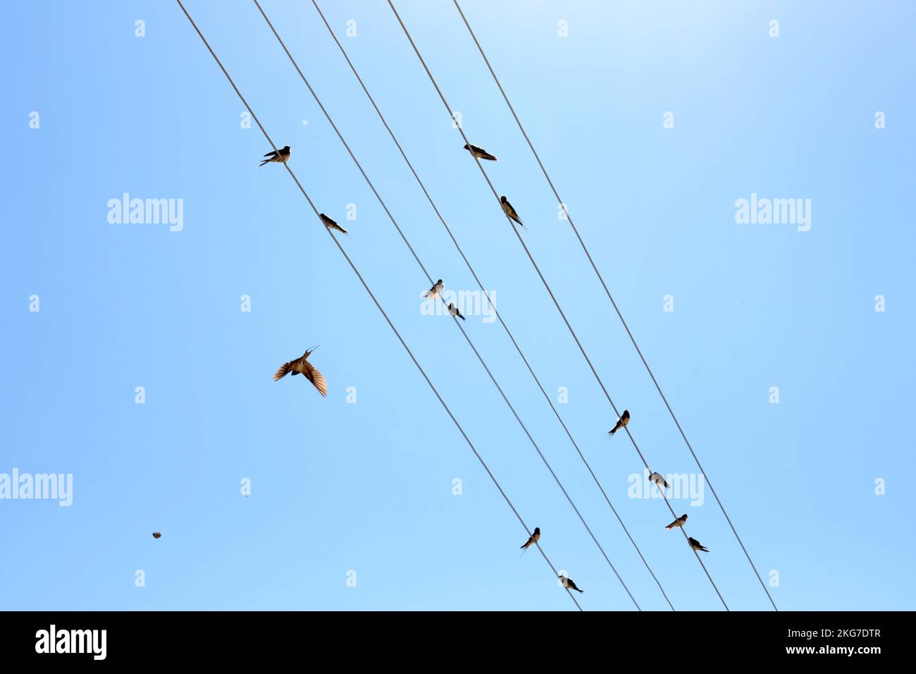 flock of swallows standing on electrical wires Stock Photo - Alamy