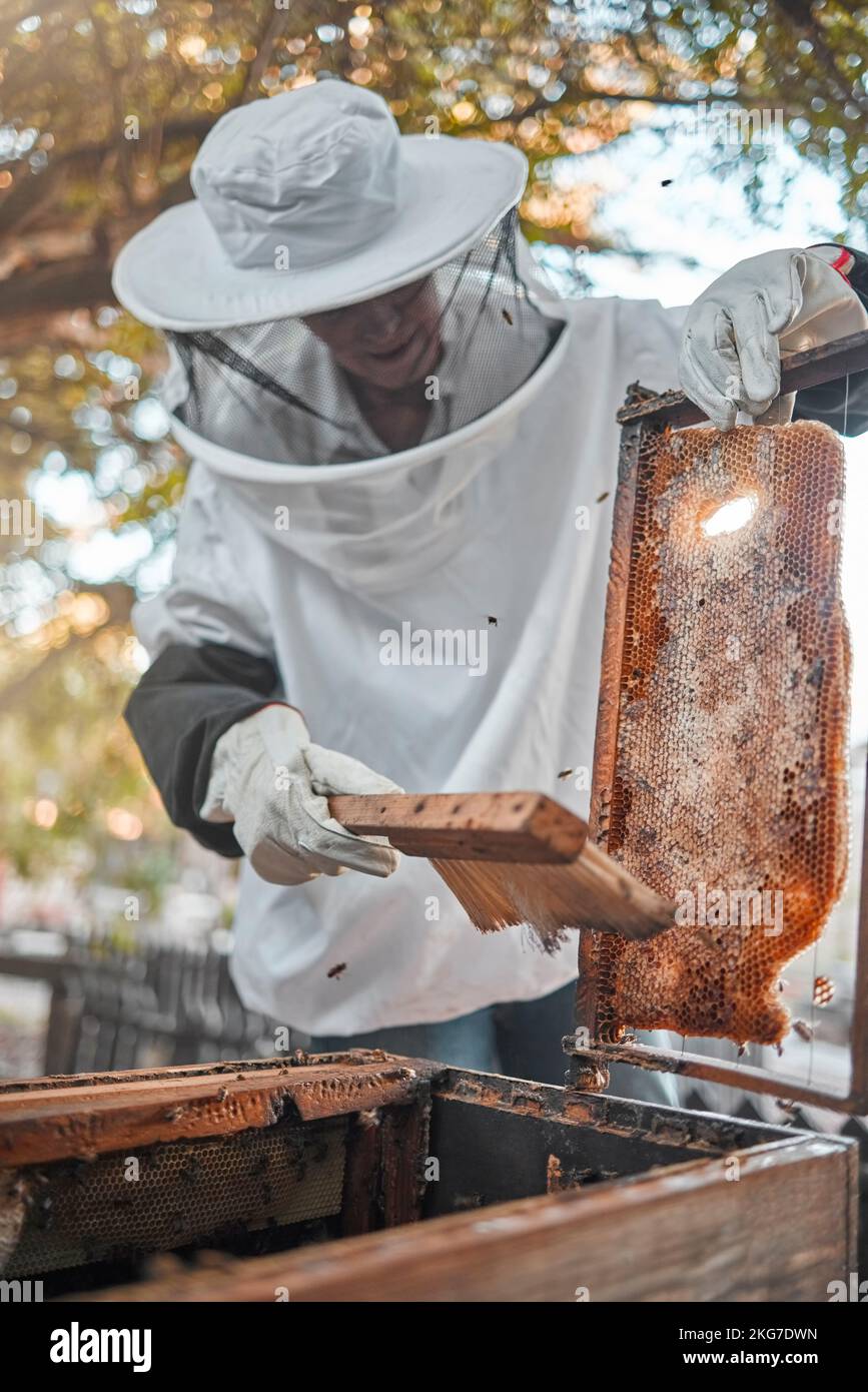 Honey farm, beekeeping and agriculture with a woman farmer working as a ...