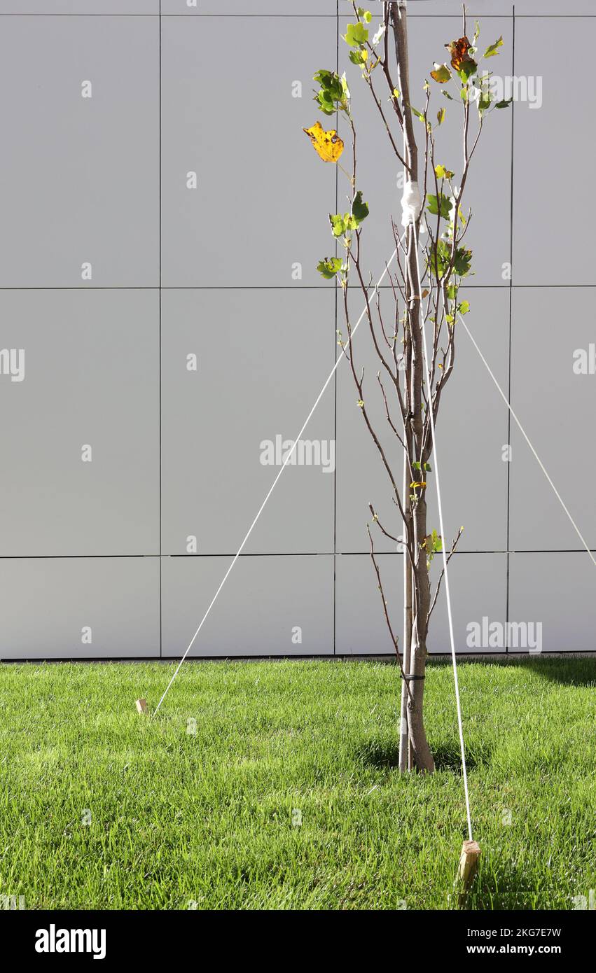 Garter of young trees. Strengthening a young tree with ropes. Garter a ...