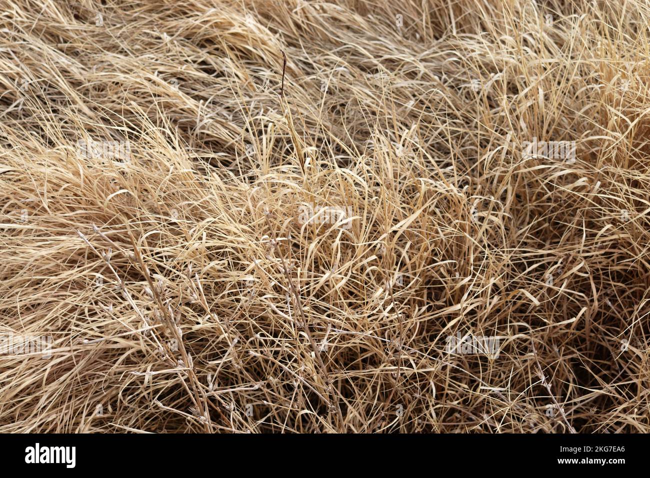 dry and yellow grasses in autumn season Stock Photo - Alamy