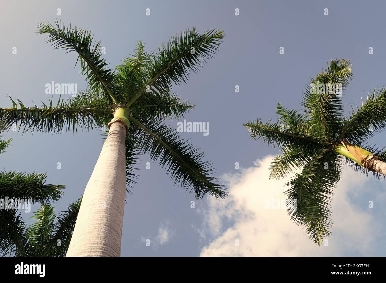 Tropical vibes. Palm trees on blue sky. Tropical trees bottom view ...