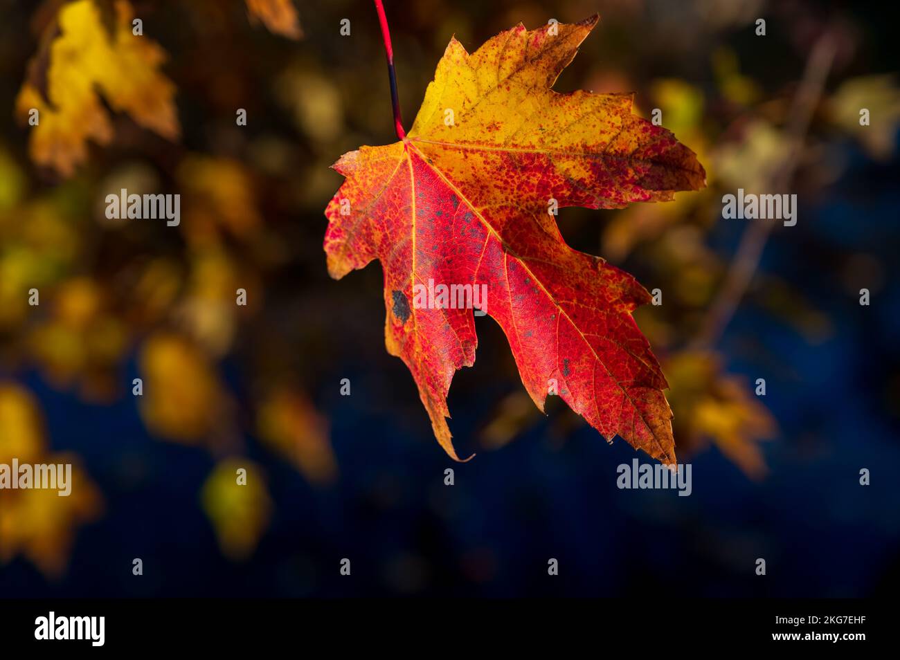 Yellow sugar maple leaves in natural environment Stock Photo - Alamy