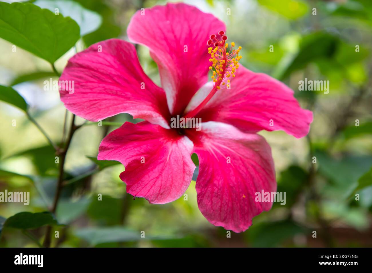 Blooming Pink hibiscus Flower on the garden tree Stock Photo - Alamy