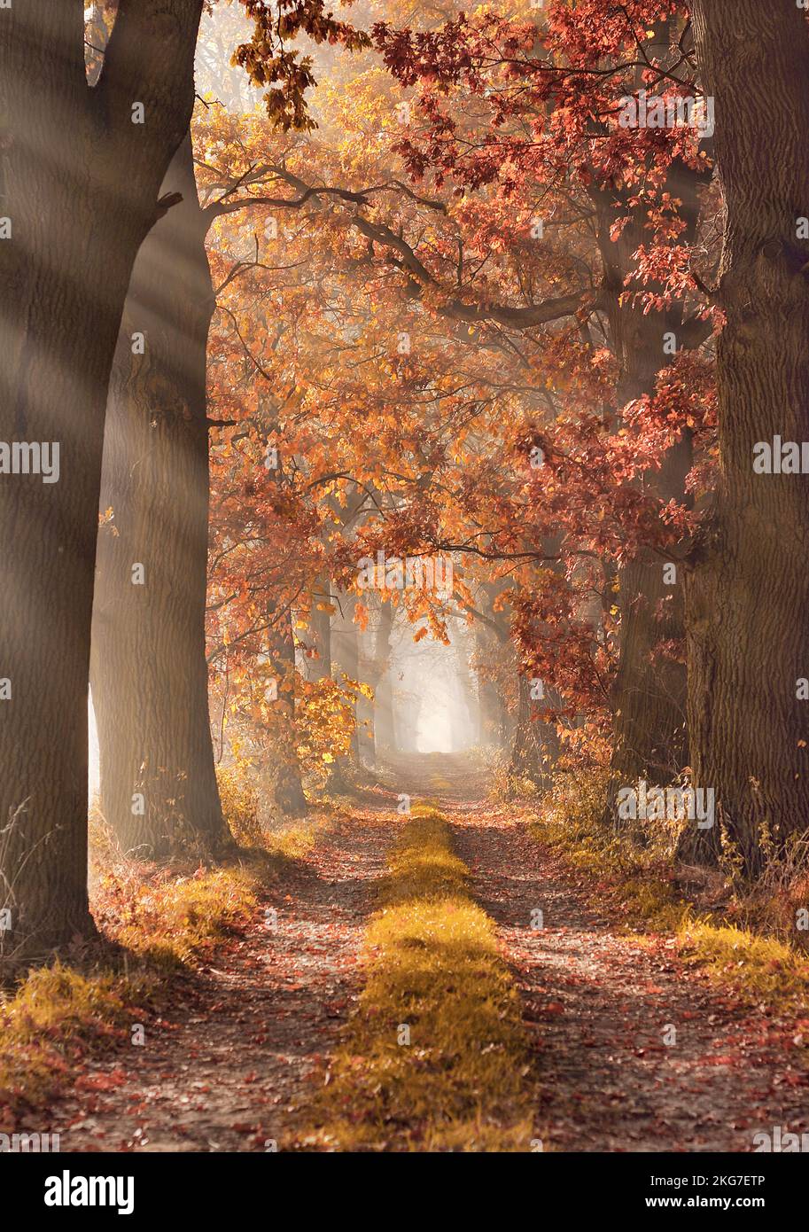 Autumn alley trees Stock Photo - Alamy