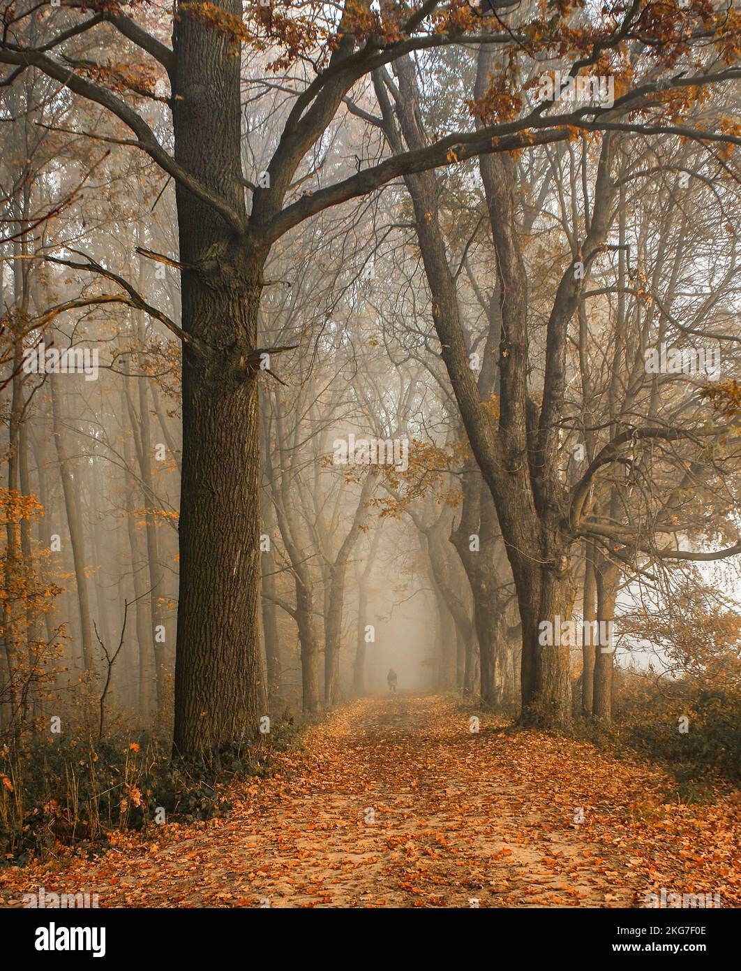 Autumn alley trees Stock Photo - Alamy
