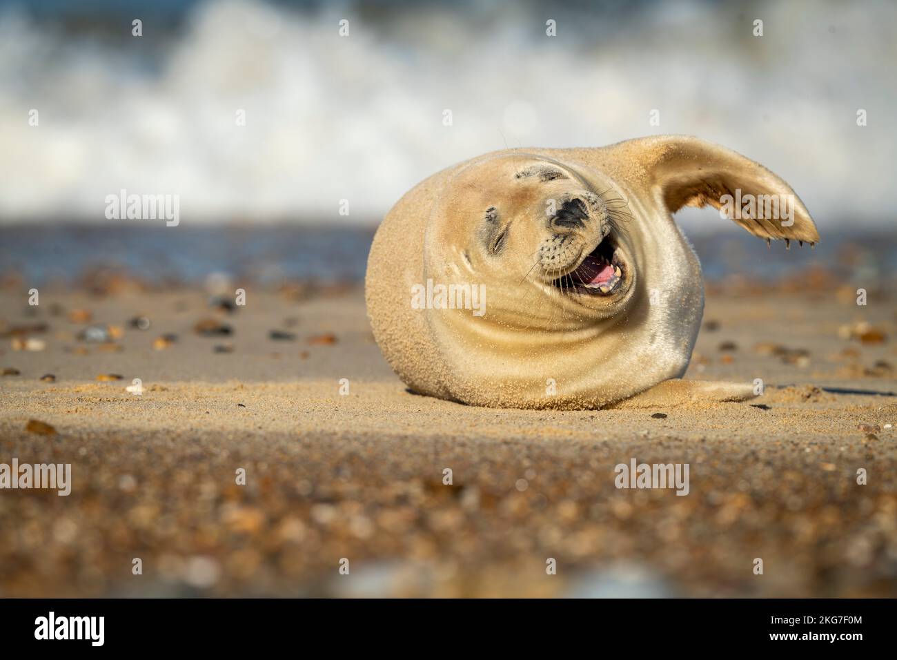 ADORABLE images show hilarious Grey seals appearing to laugh ...